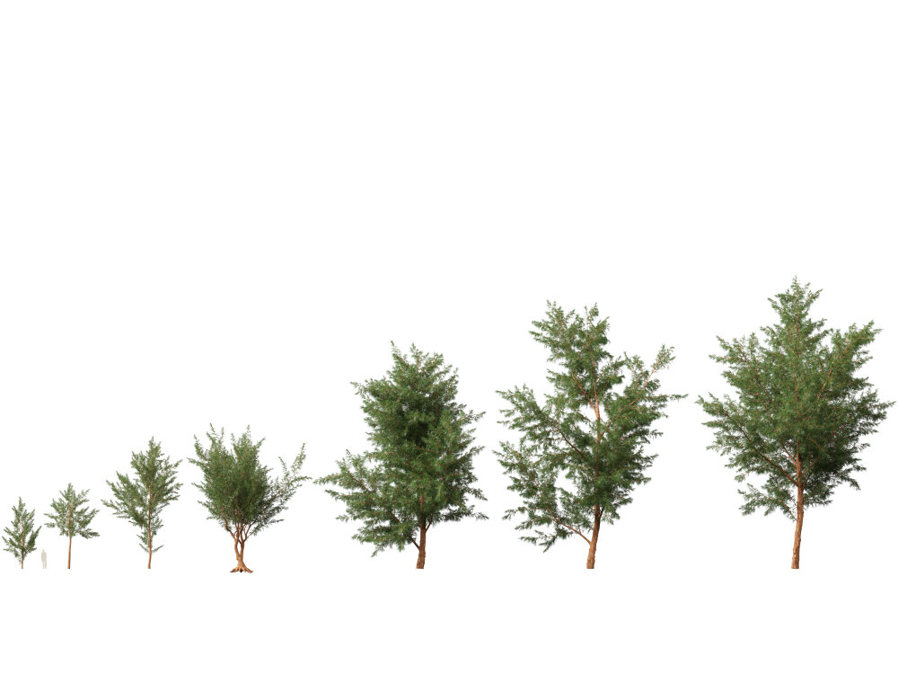 Casuarina Equisetifolia – Australian Pine Tree (highpoly and lowpoly ...