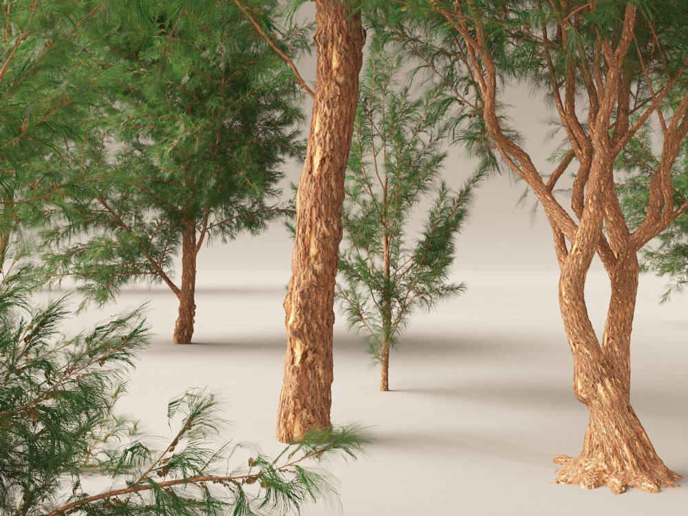 Casuarina Equisetifolia – Australian Pine Tree (highpoly and lowpoly ...