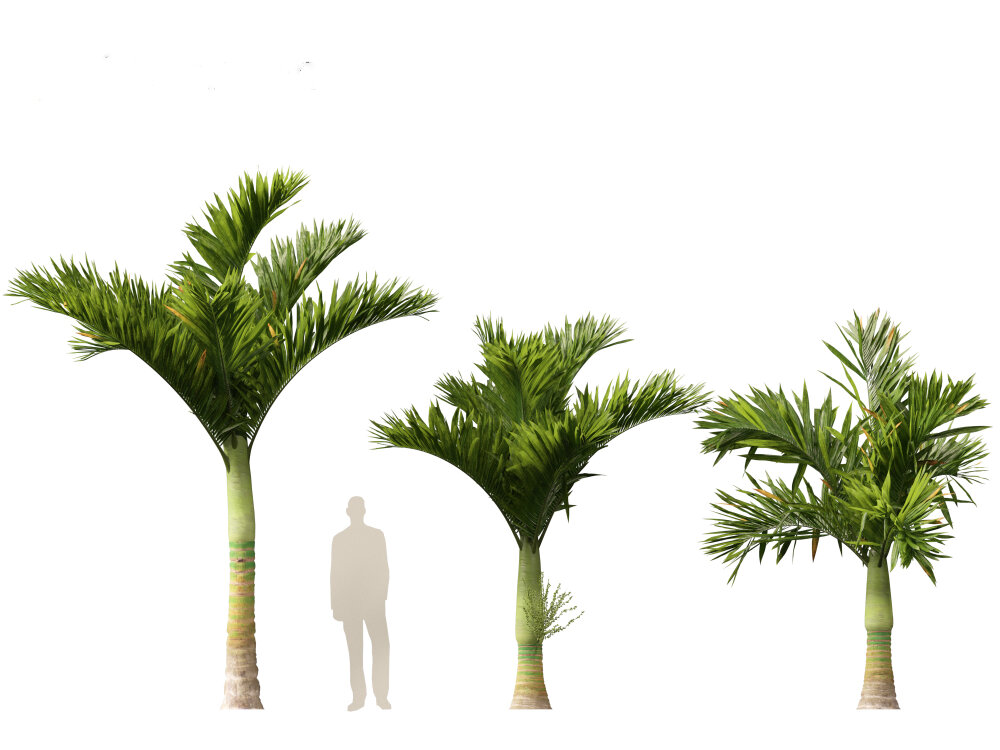 Areca Catechu – Palmera de Betel Modelo 3D - Descargar Árboles on ...