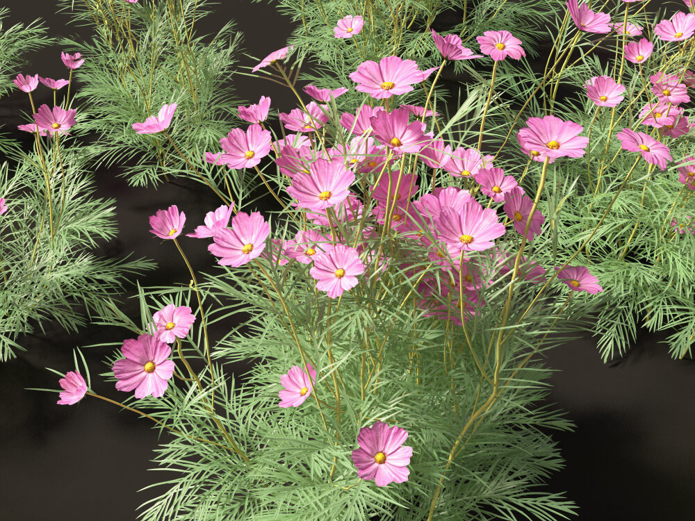 Cosmos Bipinnatus – Garden Cosmos 3D model - Download Flowers on ...