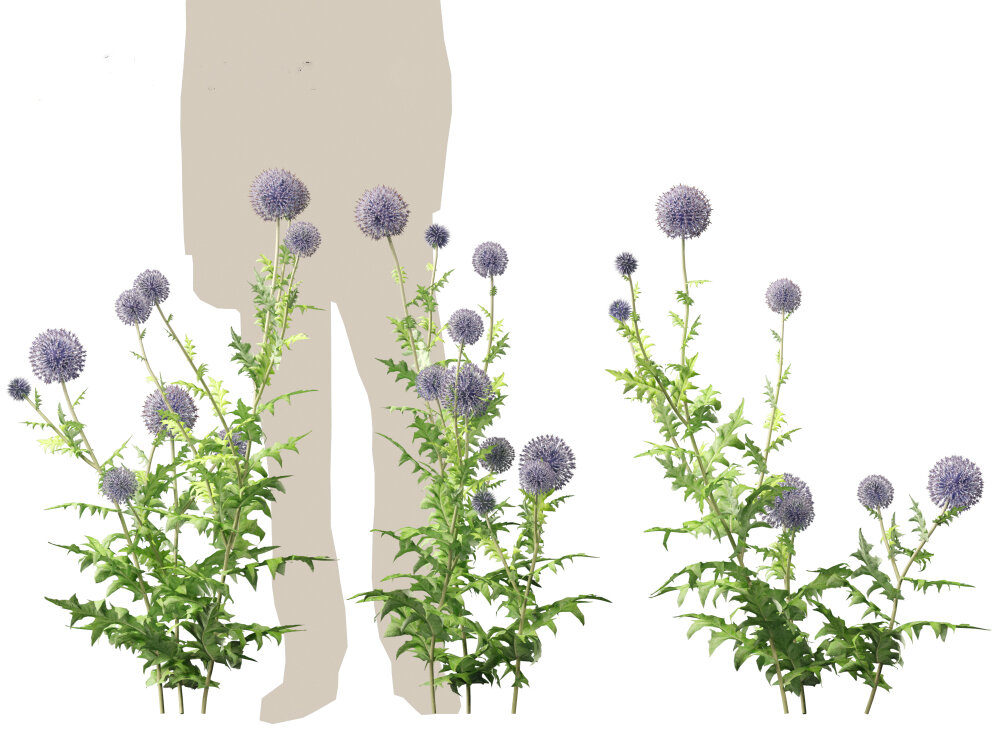Echinops Banaticus – Blue Globe-thistle 3D model - Download Flowers on ...