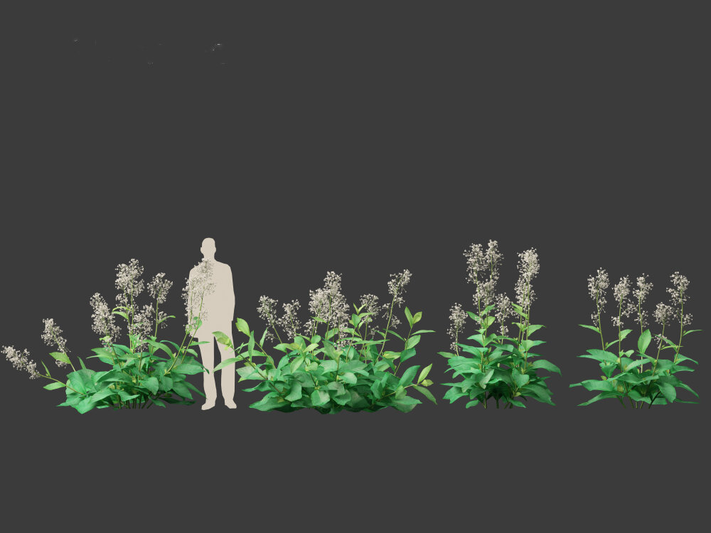 Nicotiana Sylvestris – Tabaco Silvestre Modelo 3D - Descargar Flores on ...