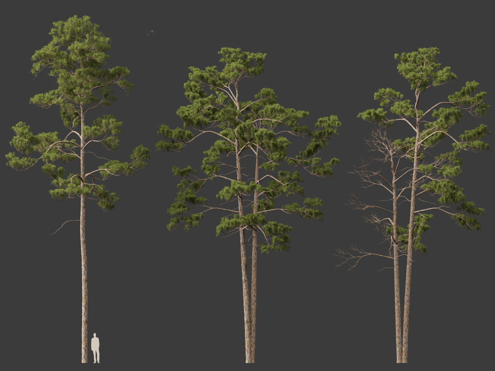 Pinus Syluestriformis -scots Pine 3D model - Download Trees on 3DModels.org