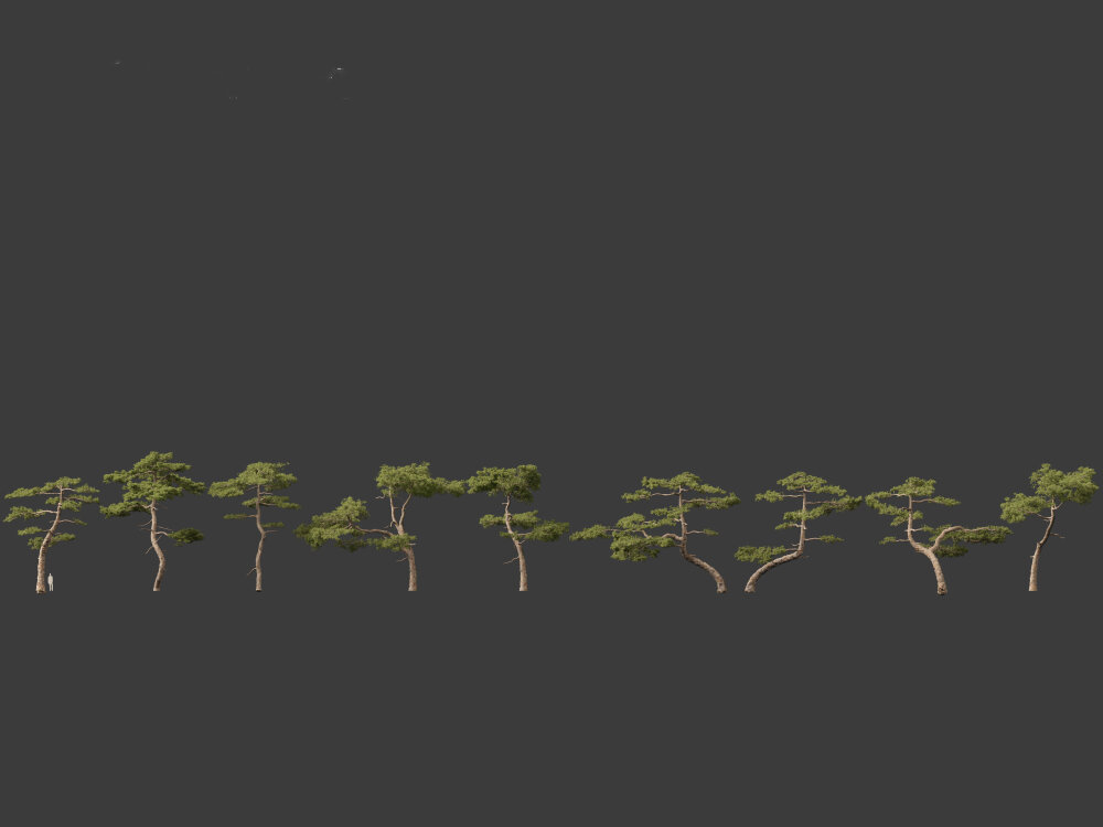 Pinus Taiwanensis – the Taiwan Red Pine 01 3D model - Download Trees on ...