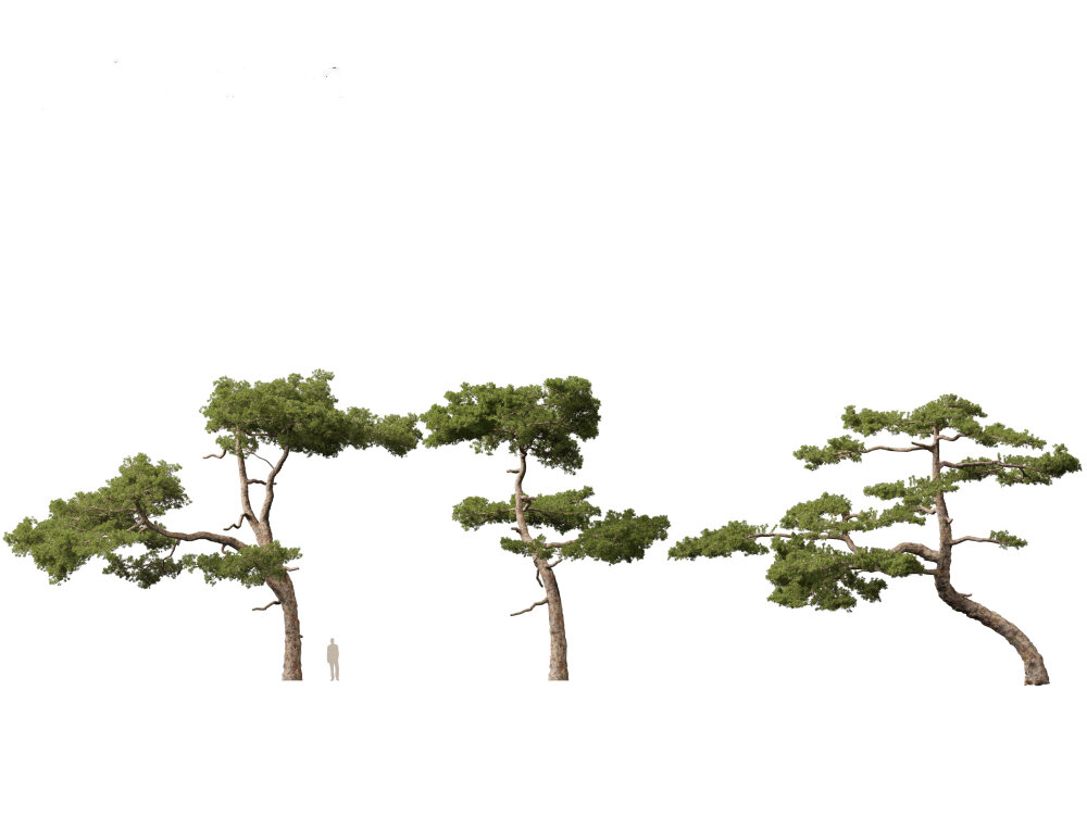 Pinus Taiwanensis – the Taiwan Red Pine 01 3D model - Download Trees on ...