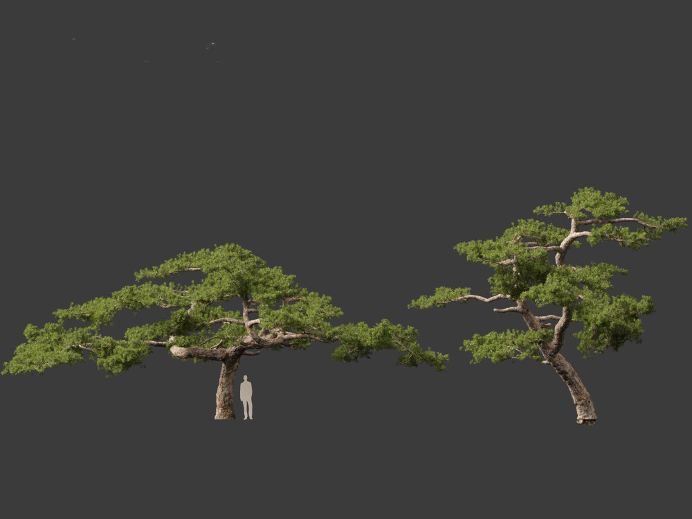 Pinus Taiwanensis – the Taiwan Red Pine 02 3D model - Download Trees on ...