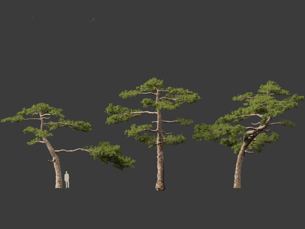 Pinus Taiwanensis – the Taiwan Red Pine 02 3D model - Download Trees on ...
