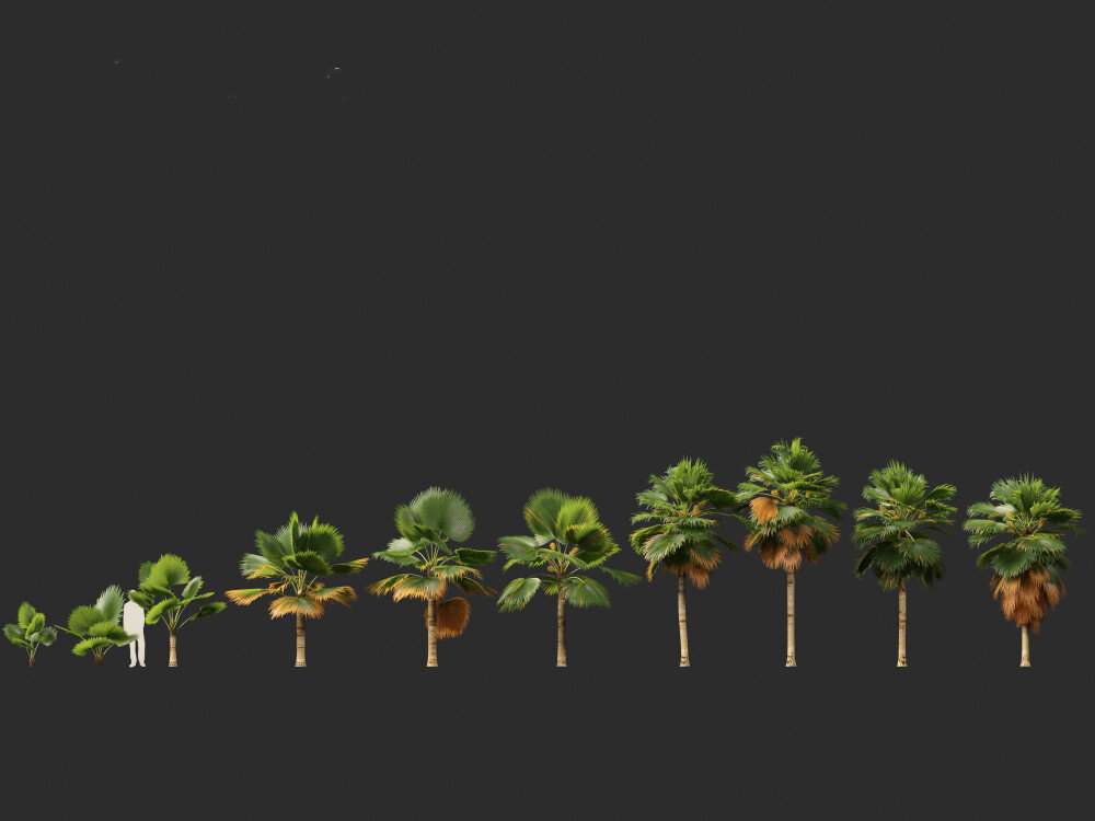 Pritchardia Pacifica – Fiji Fan Palm 3D model - Download Trees on ...