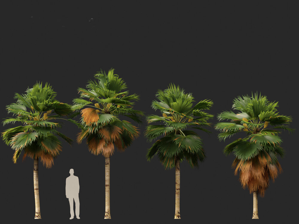 Pritchardia Pacifica – Fiji Fan Palm 3D model - Download Trees on ...