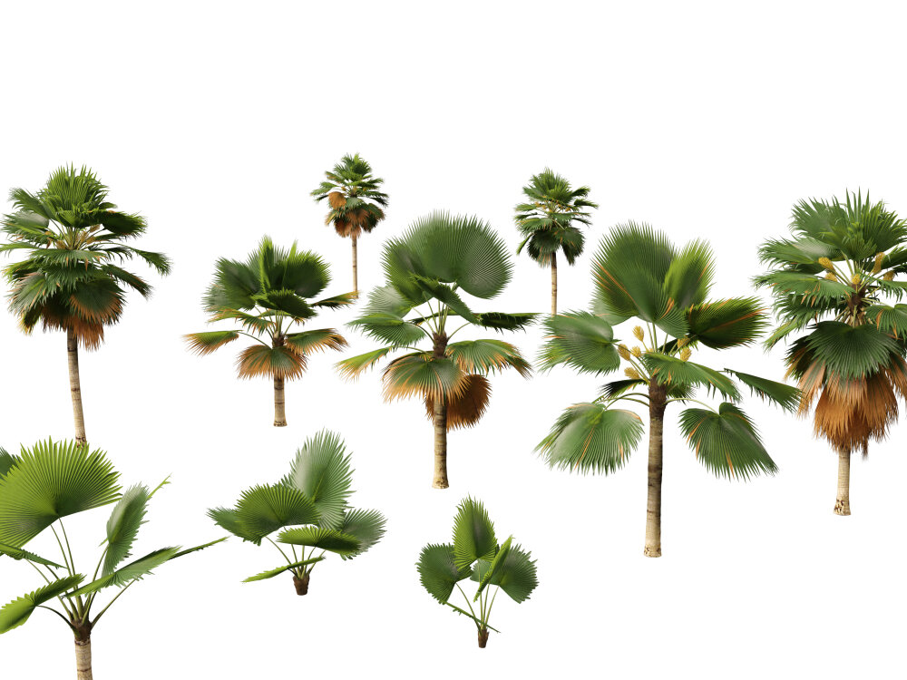 Pritchardia Pacifica – Fiji Fan Palm 3D model - Download Trees on ...