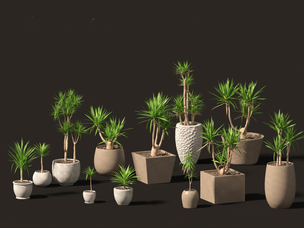 Yucca Elephantipes – Spineless Yucca 3D model - Download Houseplants on ...