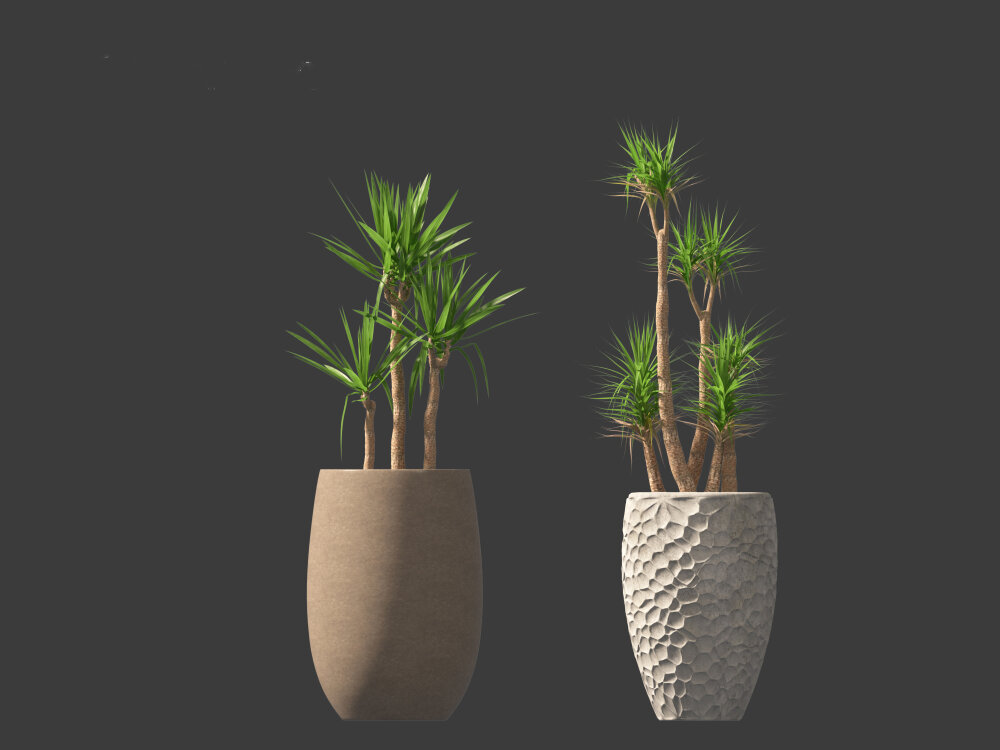 Yucca Elephantipes – Spineless Yucca 3D model - Download Houseplants on ...