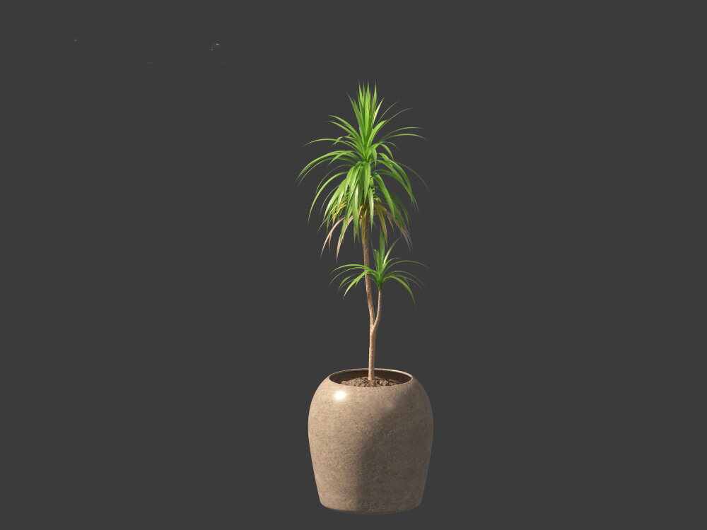 Yucca Elephantipes – Spineless Yucca 3D model - Download Houseplants on ...