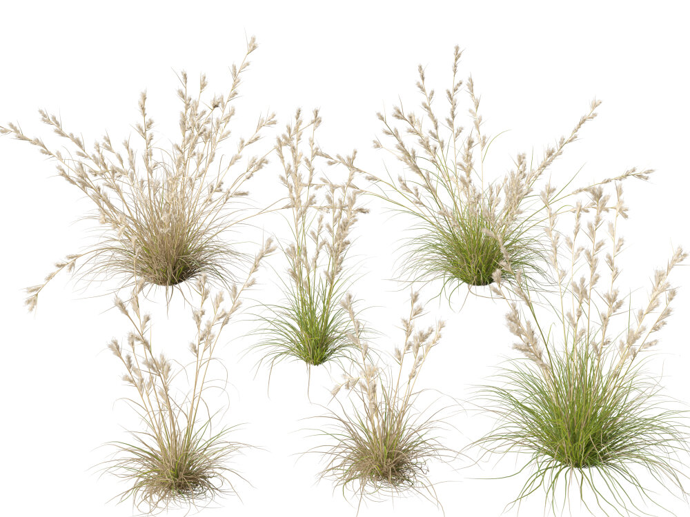 Cymbopogon Ambiguus – Australian Lemon-scented Grass (high-poly and low ...