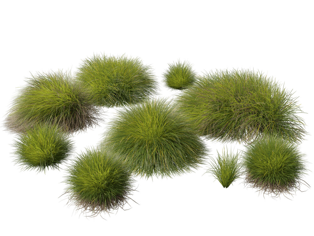 Lomandra Confertifolia Little Con – Small Mat Rush (high-poly and low ...