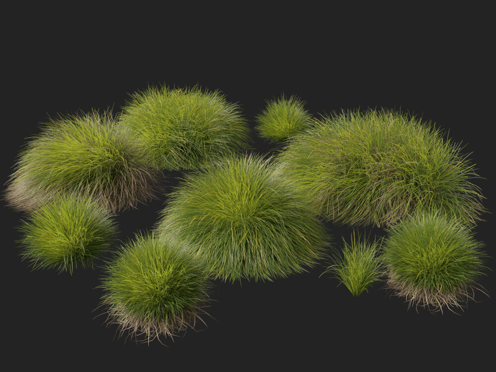 Lomandra Confertifolia Little Con – Small Mat Rush (high-poly and low ...