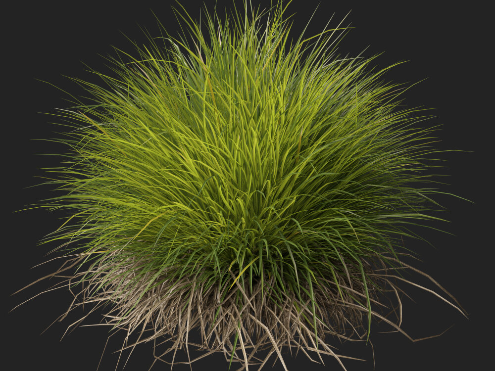 Lomandra Confertifolia Little Con – Small Mat Rush (high-poly and low ...
