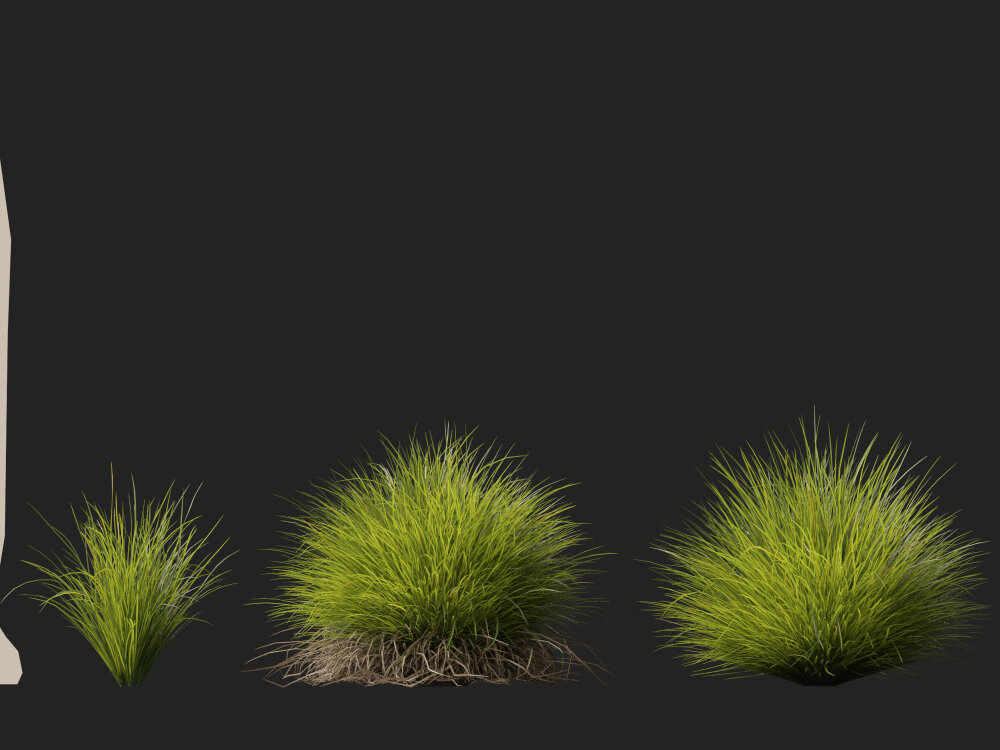 Lomandra Confertifolia Little Con – Small Mat Rush (high-poly and low ...