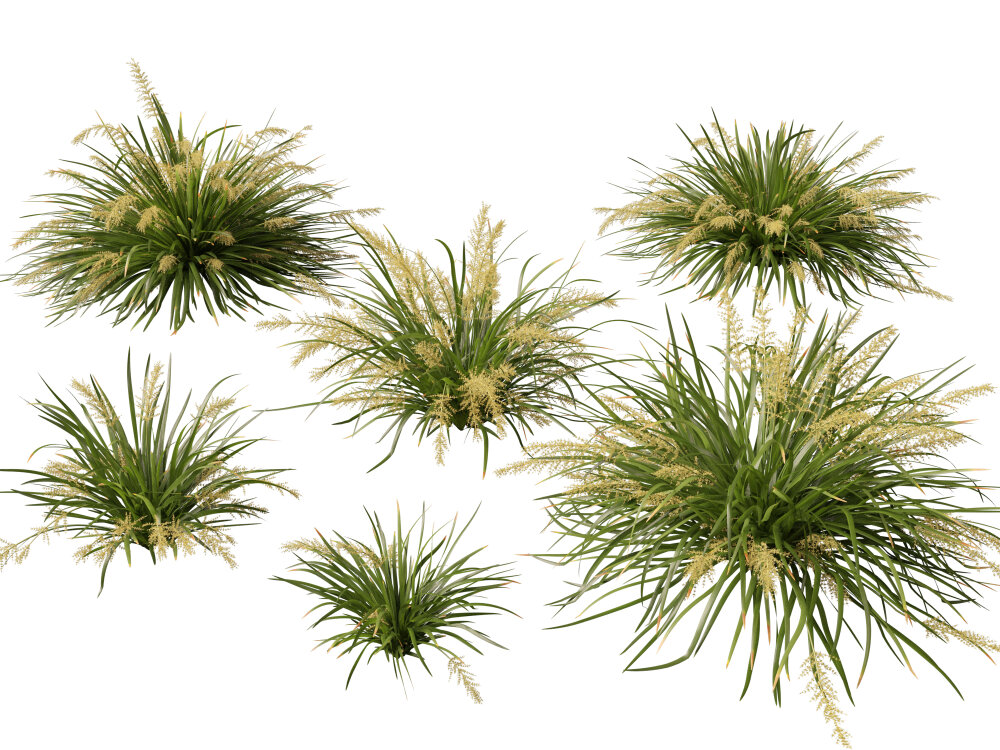 Lomandra Hystrix Katie Belles – Slender Mat Rush (high-poly and low ...