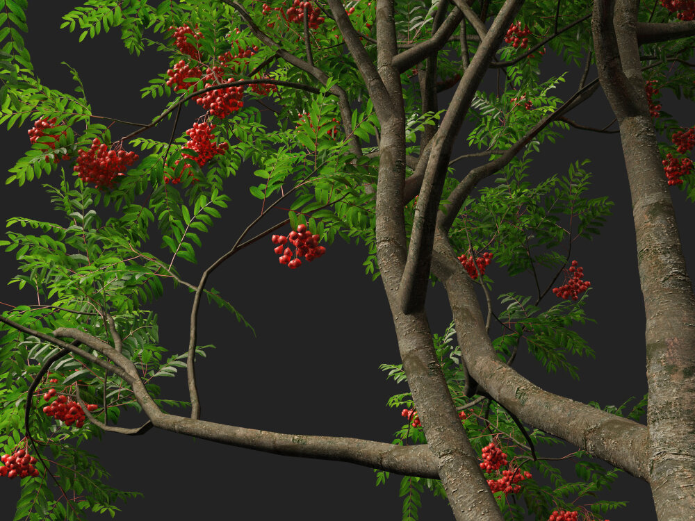 Sorbus Aucuparia – Mountain Ash (high-poly and low-poly) 3D model ...