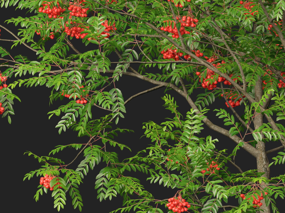 Sorbus Aucuparia – Mountain Ash (high-poly and low-poly) 3D model ...