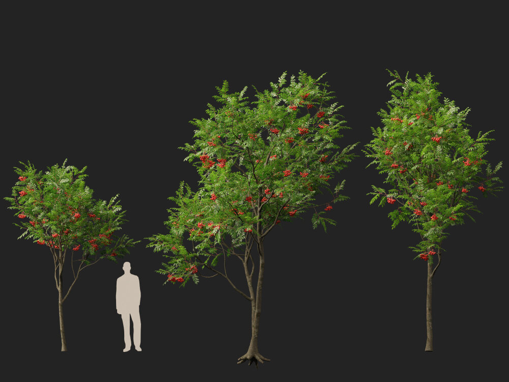 Sorbus Aucuparia – Mountain Ash (high-poly and low-poly) 3D model ...