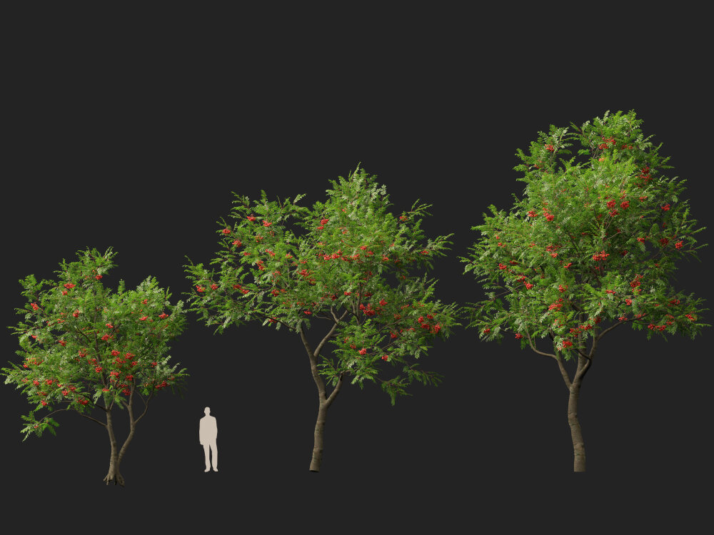 Sorbus Aucuparia – Mountain Ash (high-poly and low-poly) 3D model ...