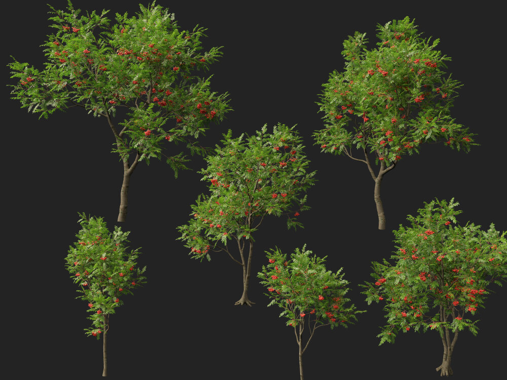 Sorbus Aucuparia – Mountain Ash (high-poly and low-poly) 3D model ...