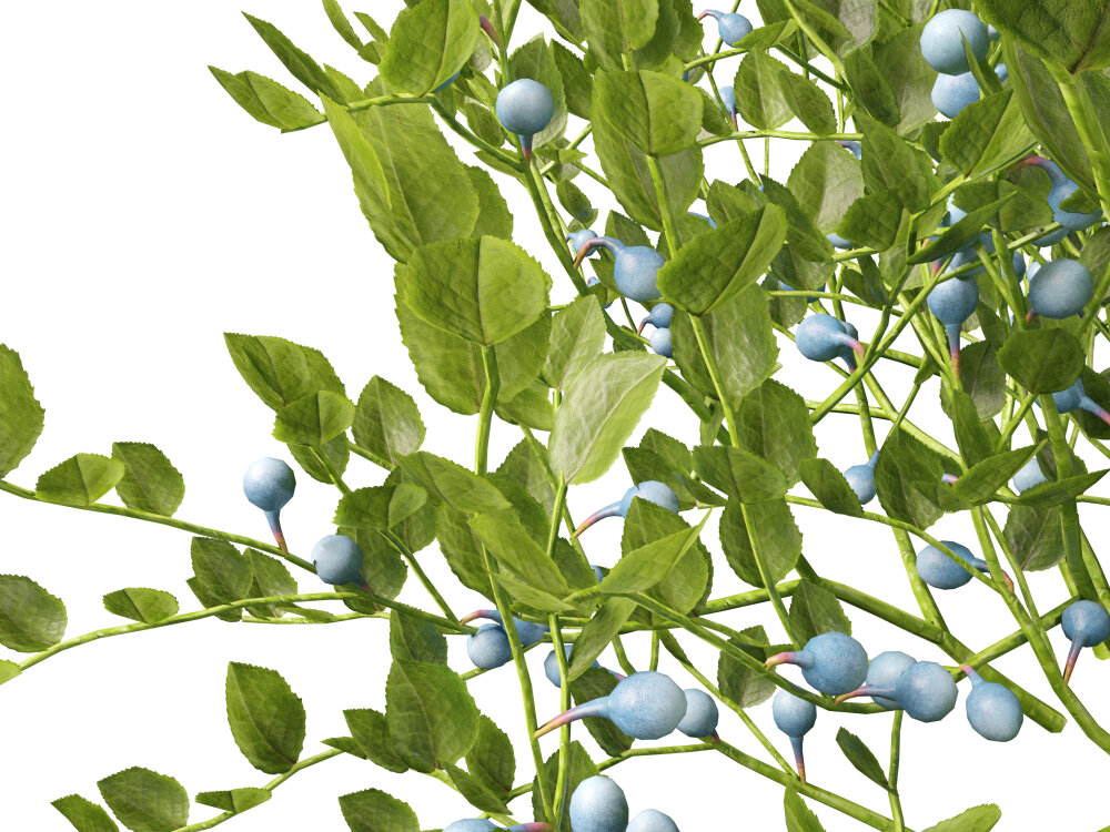Vaccinium Myrtillus – Bilberry (high-poly and low-poly) 3D model ...