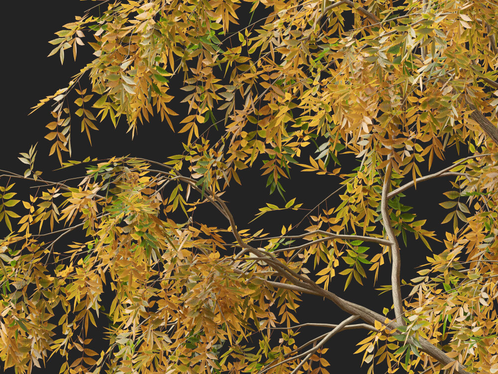 Carya Cordiformis – Bitternut Hickory (high-poly and low-poly) 3D model ...