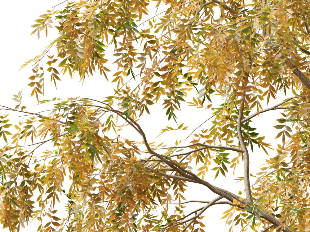 Carya Cordiformis – Bitternut Hickory (high-poly and low-poly) 3D model ...