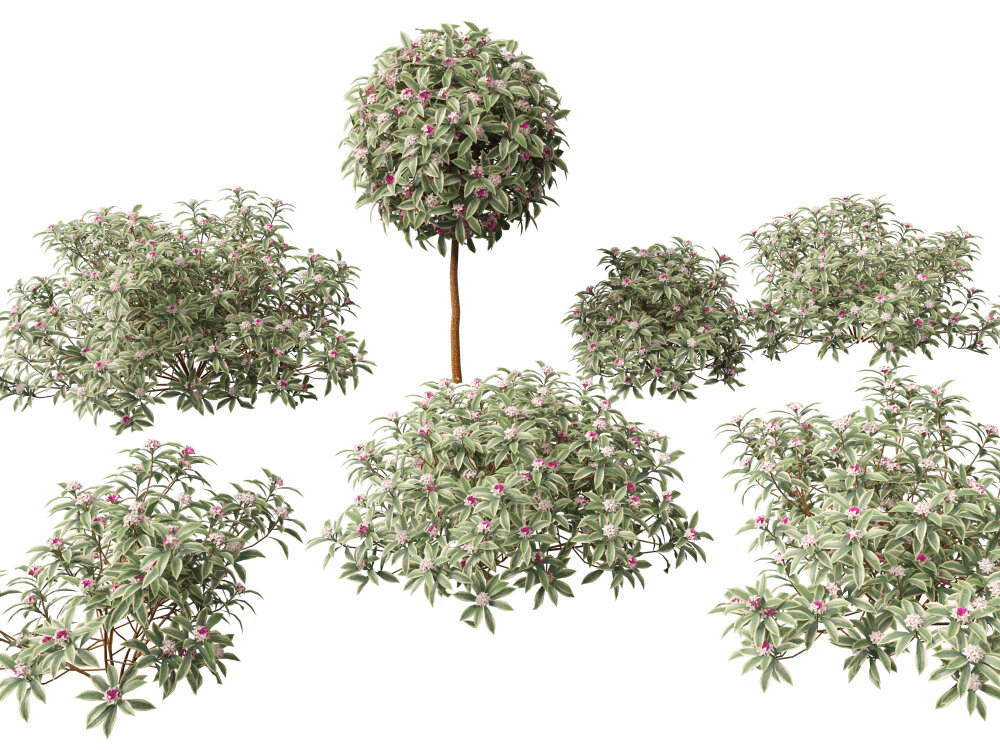 Daphne Odora Marginata – Daphné Parfumé Panaché (High-Poly et Low-Poly ...