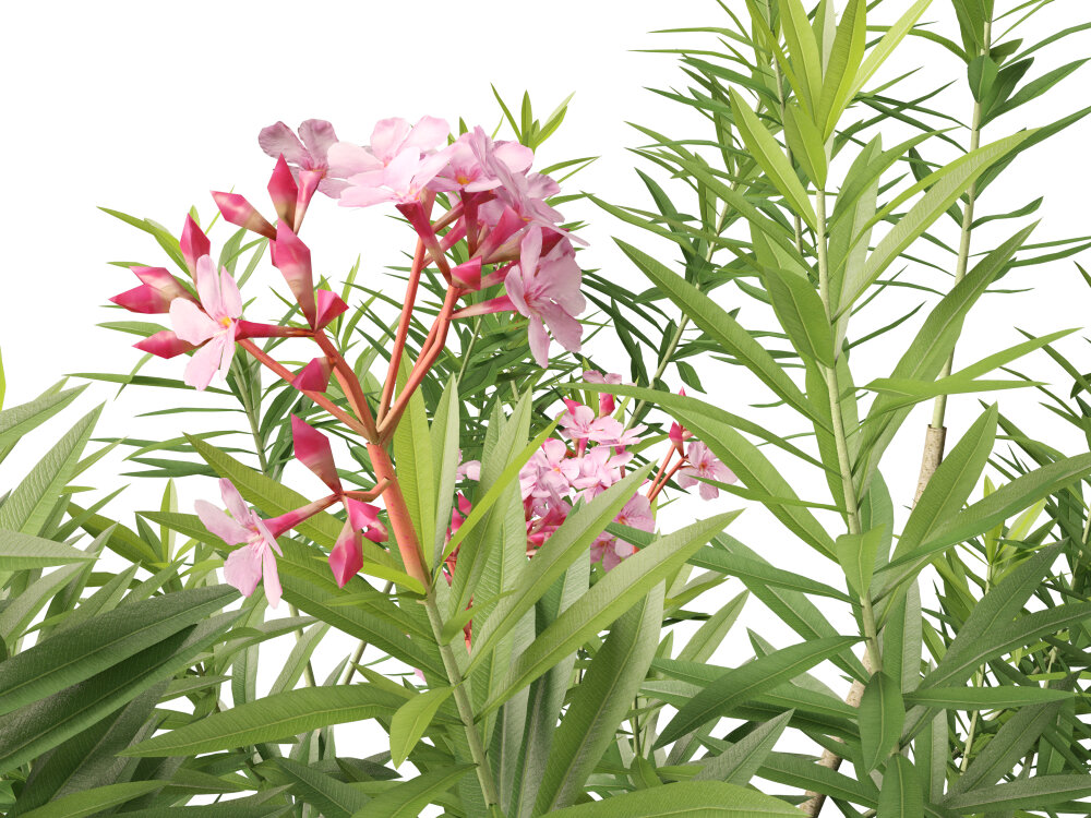 Nerium Oleander – Rosebay (high-poly and low-poly) 3D 모델 - 다운로드 덤불 on ...
