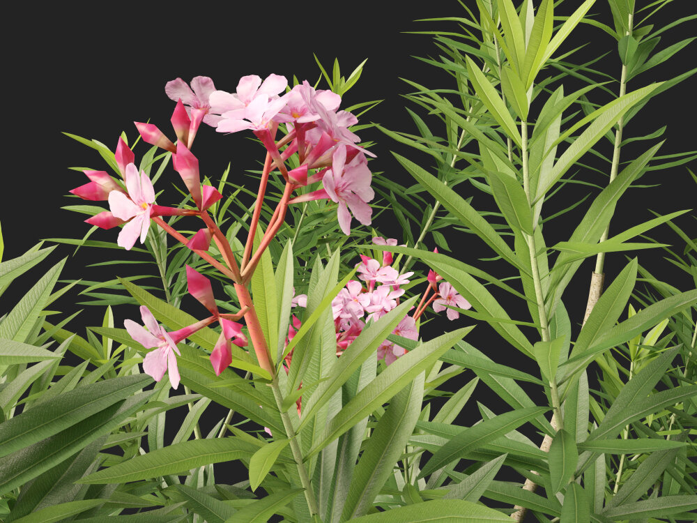 Nerium Oleander – Rosebay (high-poly and low-poly) 3D 모델 - 다운로드 덤불 on ...