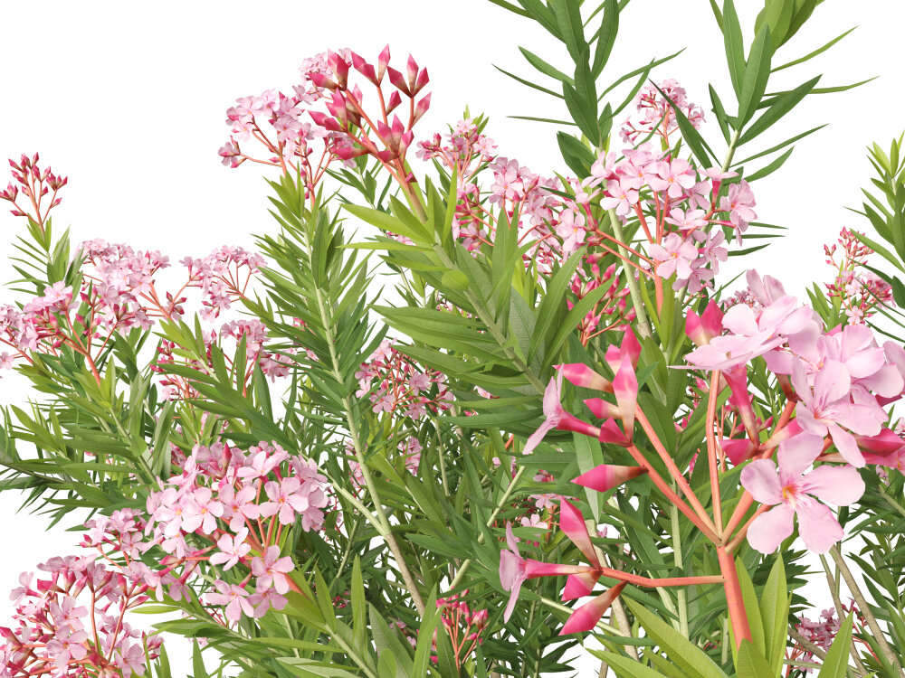 Nerium Oleander (high-poly and low-poly) 3D 모델 - 다운로드 덤불 on 3DModels.org