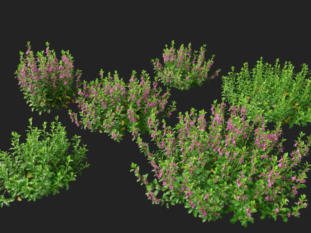 Teucrium Chamaedrys – Wall Germander (high-poly and low-poly) 3D model ...