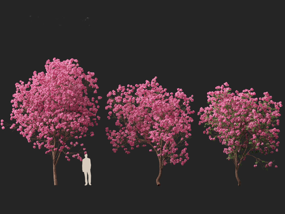 Handroanthus Impetiginosuspink Trumpet Tree 3D model - Download Trees ...