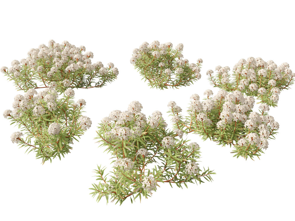 Ledum Decumbens – Labrador Tea 3D model - Download Bushes on 3DModels.org