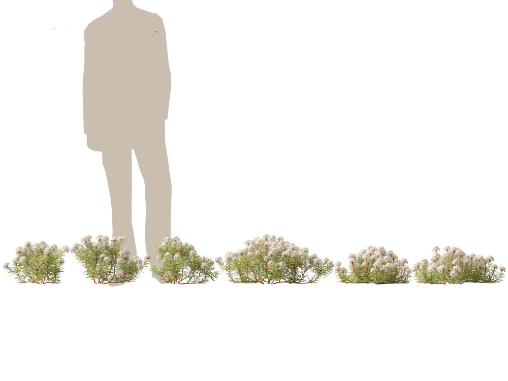 Ledum Decumbens – Labrador Tea 3D model - Download Bushes on 3DModels.org