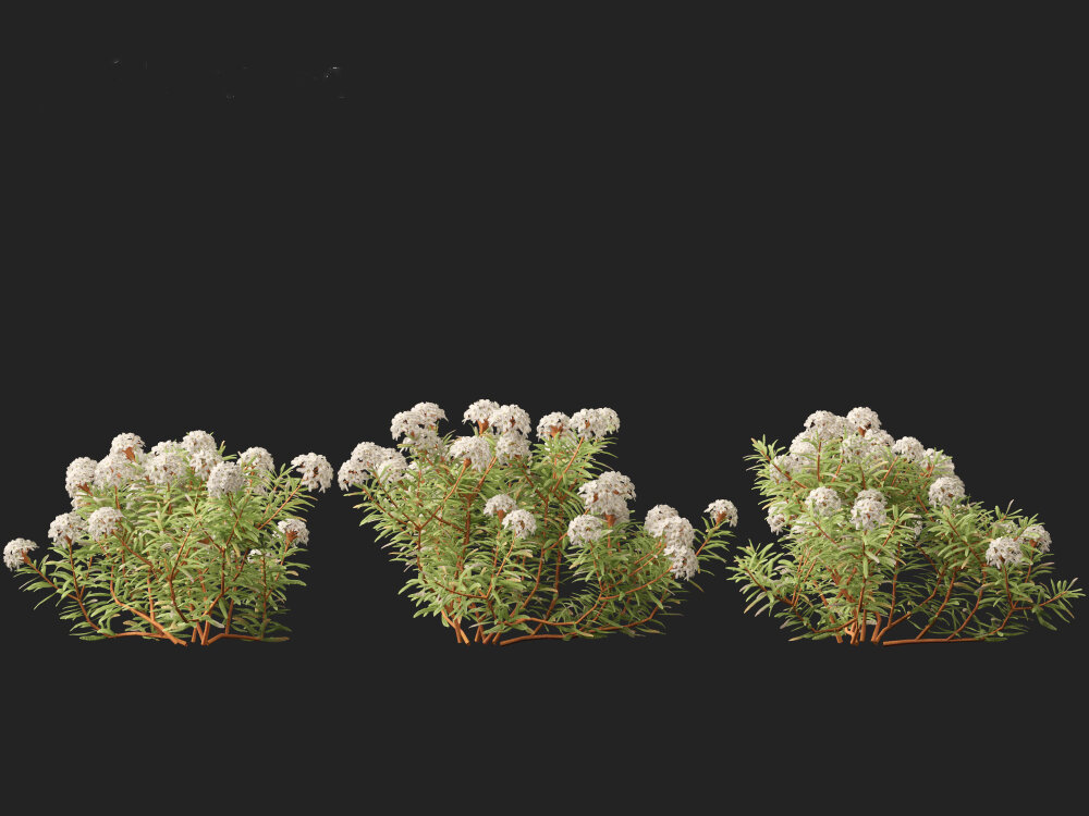 Ledum Decumbens – Labrador Tea 3D model - Download Bushes on 3DModels.org
