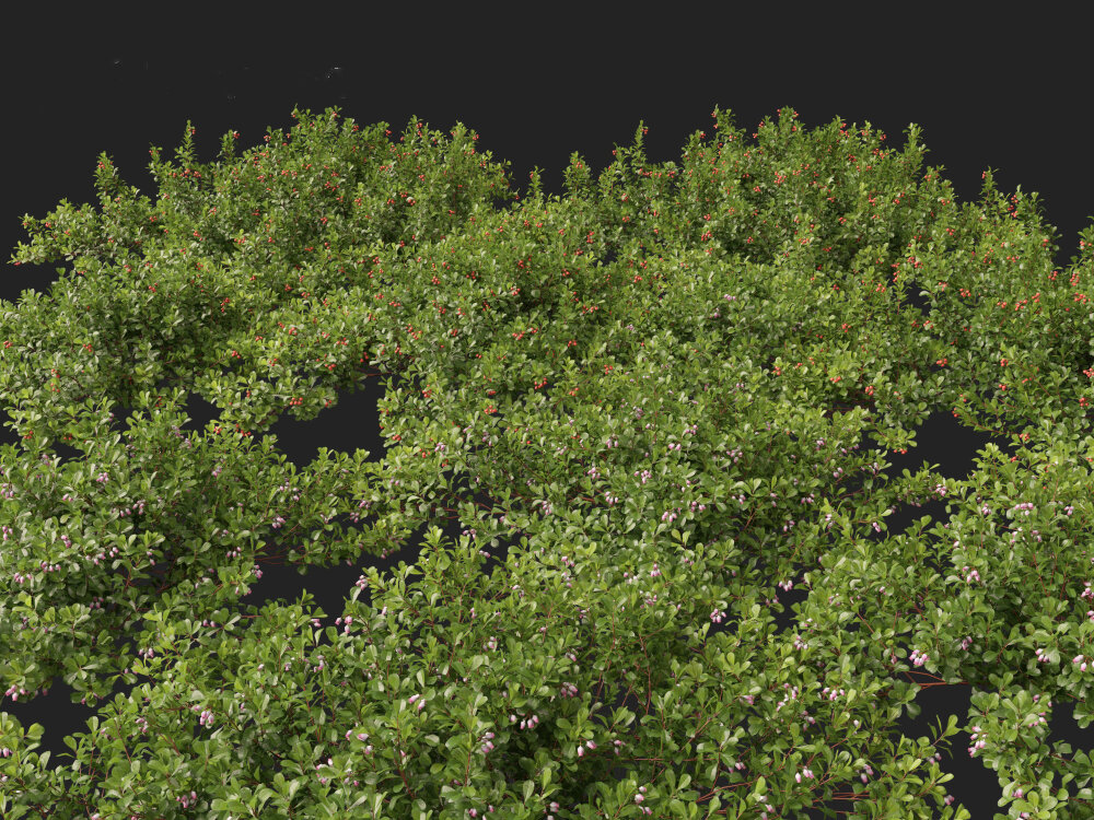 Arctostaphylos Uva-ursi – Common Bearberry 3D model - Download Bushes ...