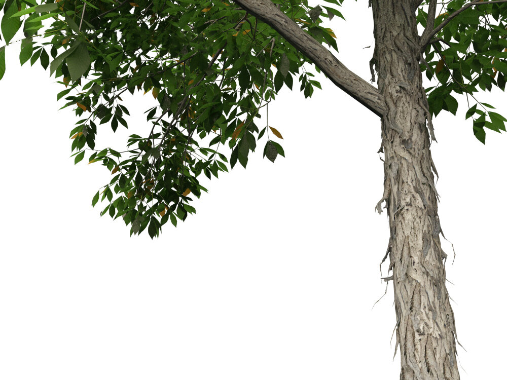Carya Ovata – Shagbark Hickory 3D model - Download Trees on 3DModels.org