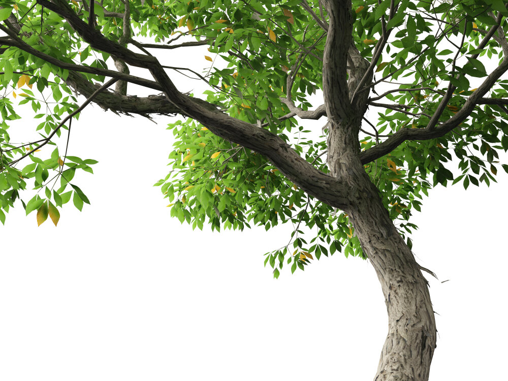 Carya Ovata – Shagbark Hickory 3D model - Download Trees on 3DModels.org