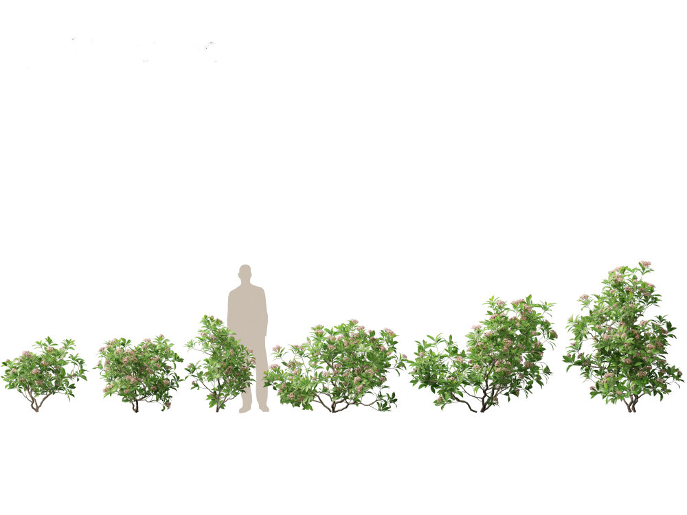 Kalmia Latifolia – Mountain Laurel 3D model - Download Bushes on ...