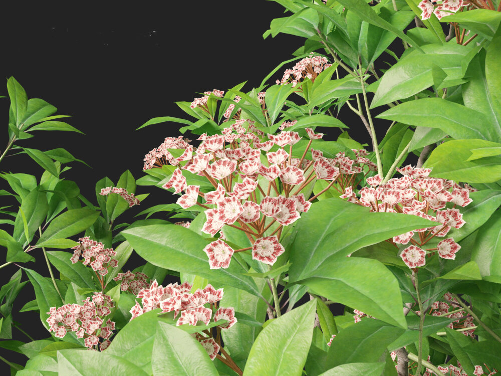 Kalmia Latifolia – Mountain Laurel 3D model - Download Bushes on ...
