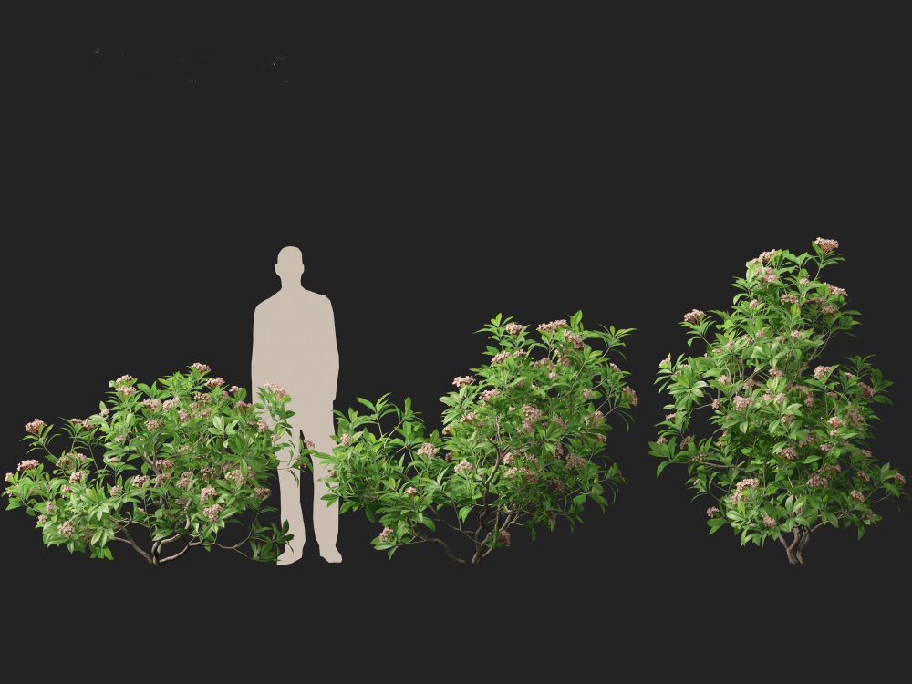 Kalmia Latifolia – Mountain Laurel 3D model - Download Bushes on ...
