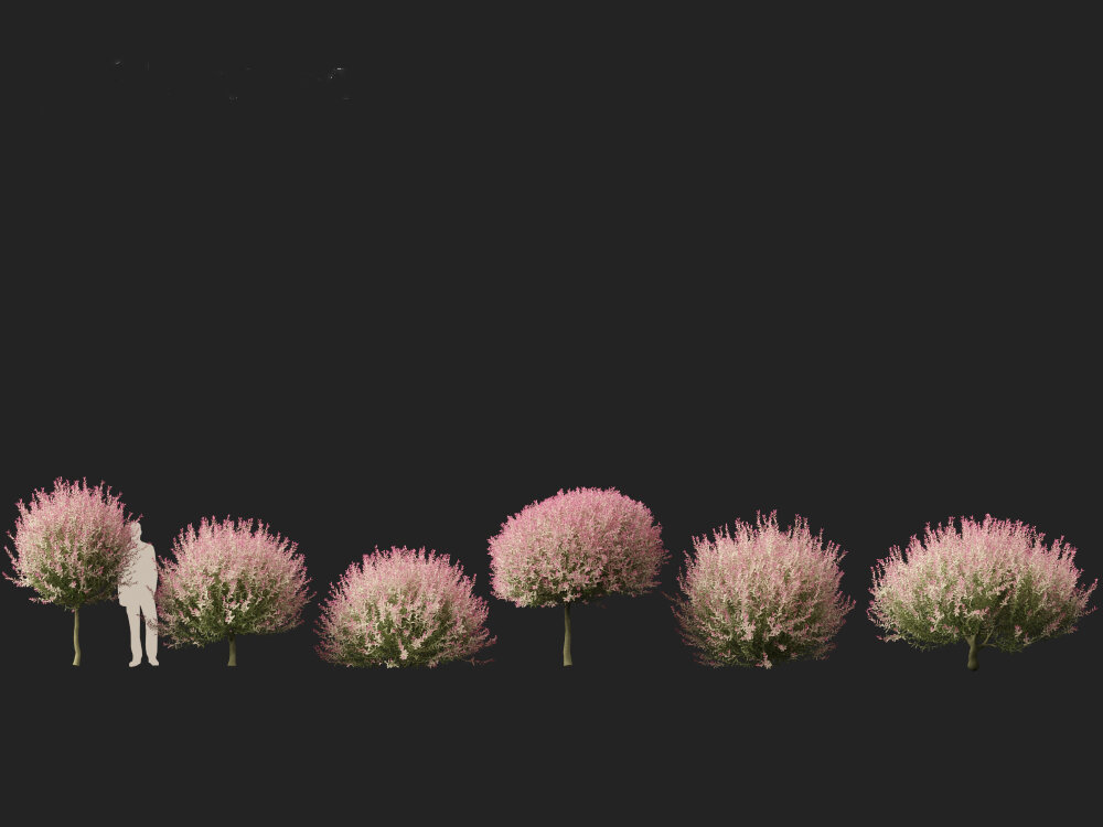 Salix Integra Hakuro-nishiki – Dappled Japanese Willow 3D model ...