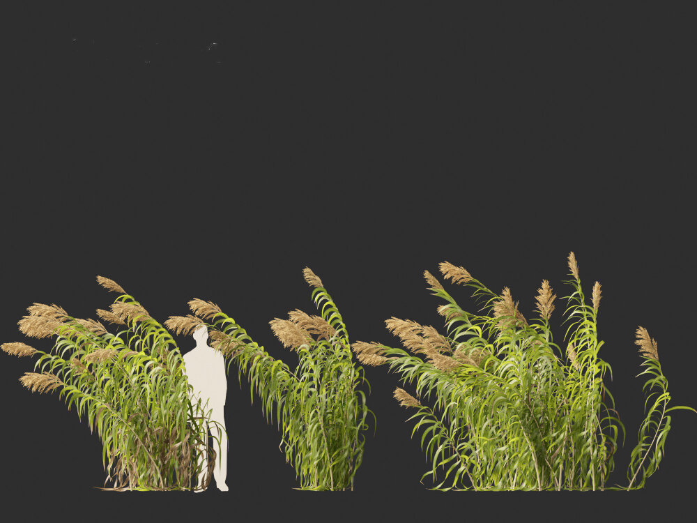 Arundo Donaxgiant Reed 3D model - Download Grass on 3DModels.org