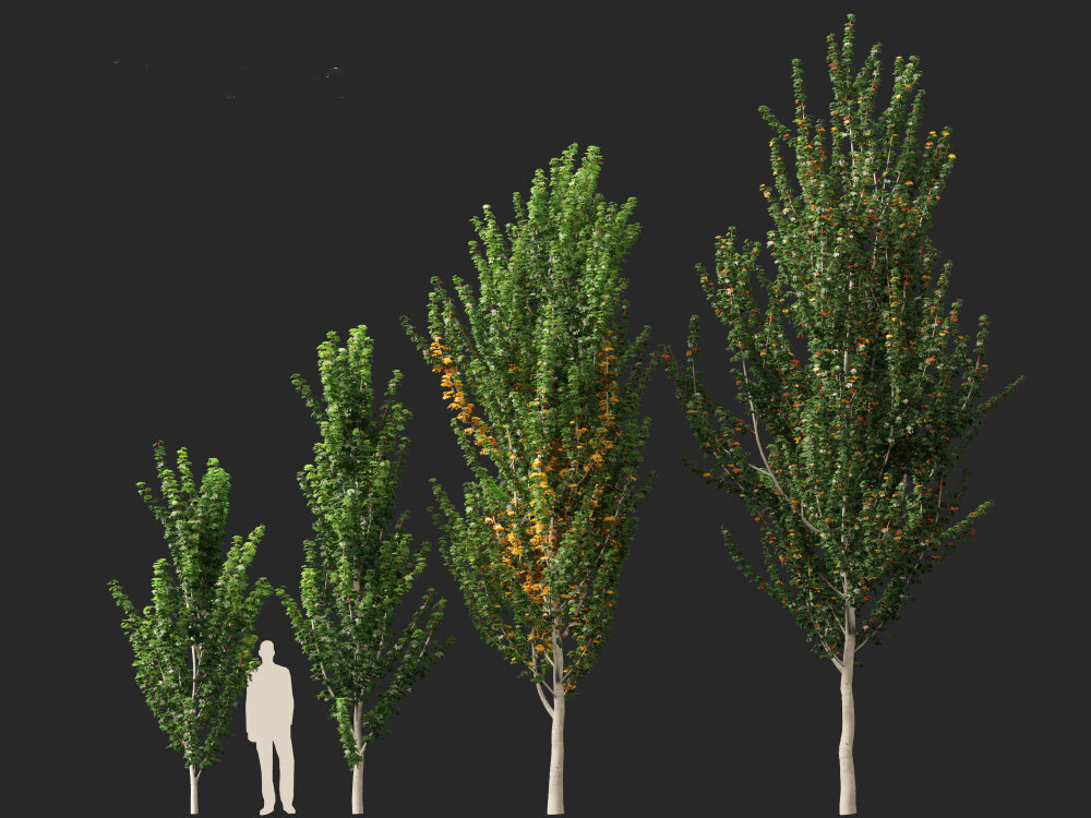 Freeman Maple in Various Growth Stages 3D model - Download Trees on ...