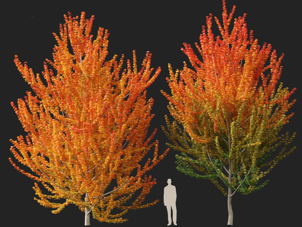 Acer X Freemanii Scarsen Scarlet Sentinel – Freeman Maple 3D model ...